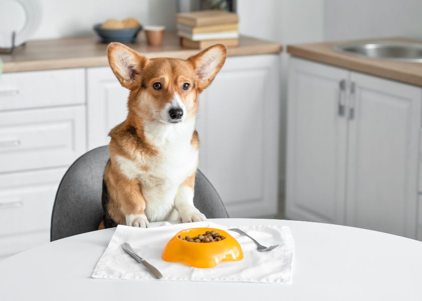 Choosing the Right Pet Food- Nutritional Needs for a Happy Pet